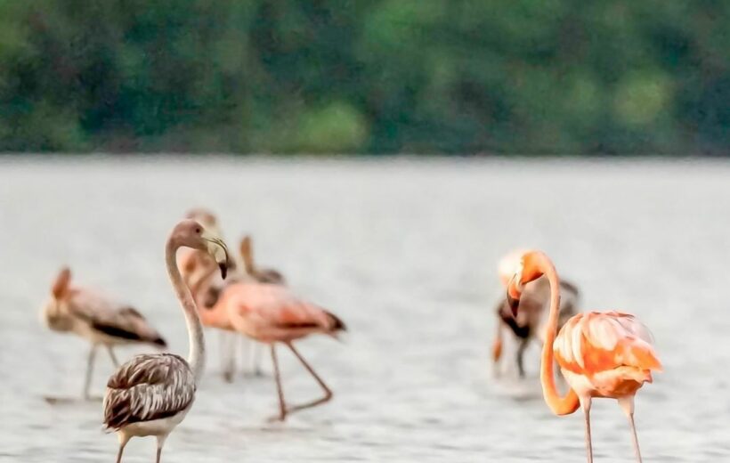 Bigi Pan - Akira Overwater Resort - Impressive Suriname Travel N.V.