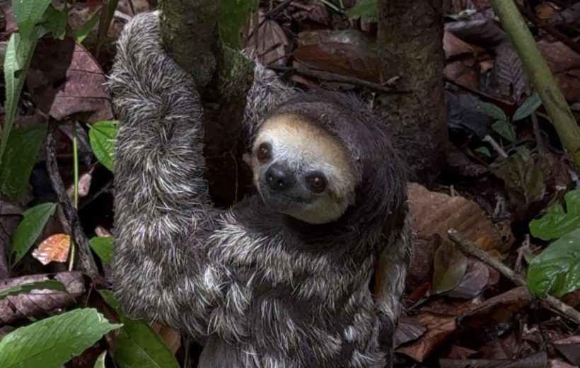 Spot the Sloths - Impressive Suriname Travel N.V.